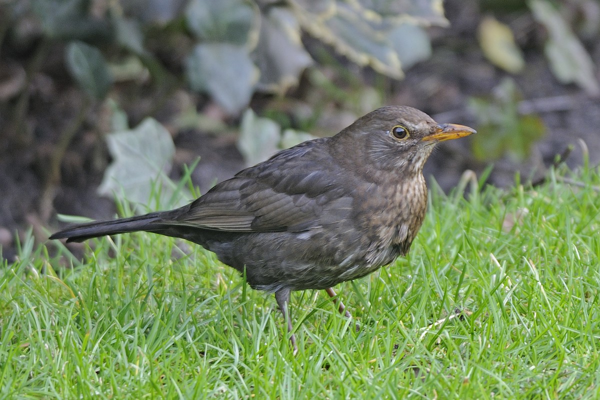 Turdus merula, Blackbird